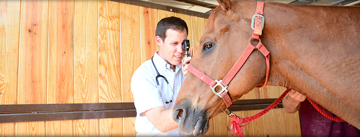 Equine Health Care, Deason Animal Hospital, Floresville TX