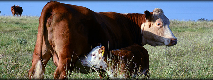 Cattle Reproduction, Floresville Animal Hospital, Vet in Floresville