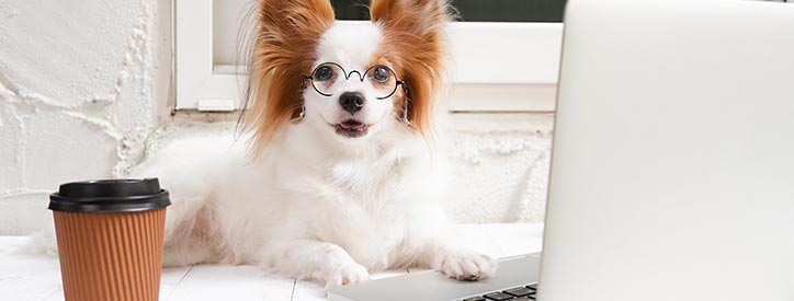 Employment Application - Deason Animal Hospital
